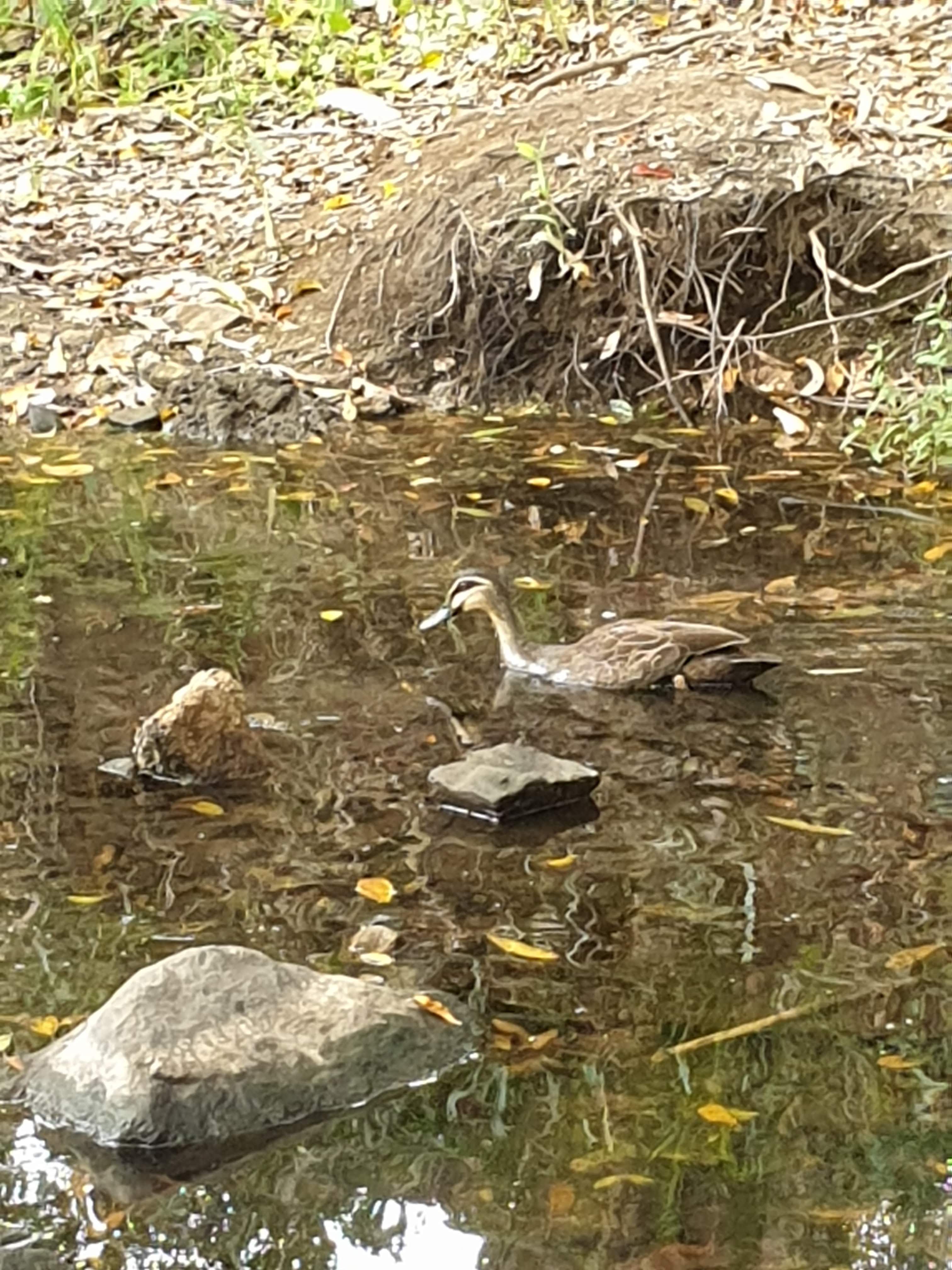 Location – Bush Knowing Forest School