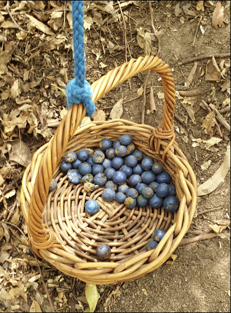 Bush Knowing Forest School – Nature Immersion Sessions